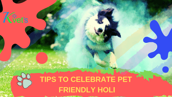 Tips to Enjoy a Pet-Friendly Holi with your Dog or Cat - Kvets